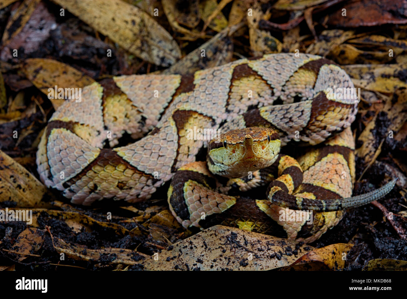 Agkistrodon acutus hi-res stock photography and images - Alamy