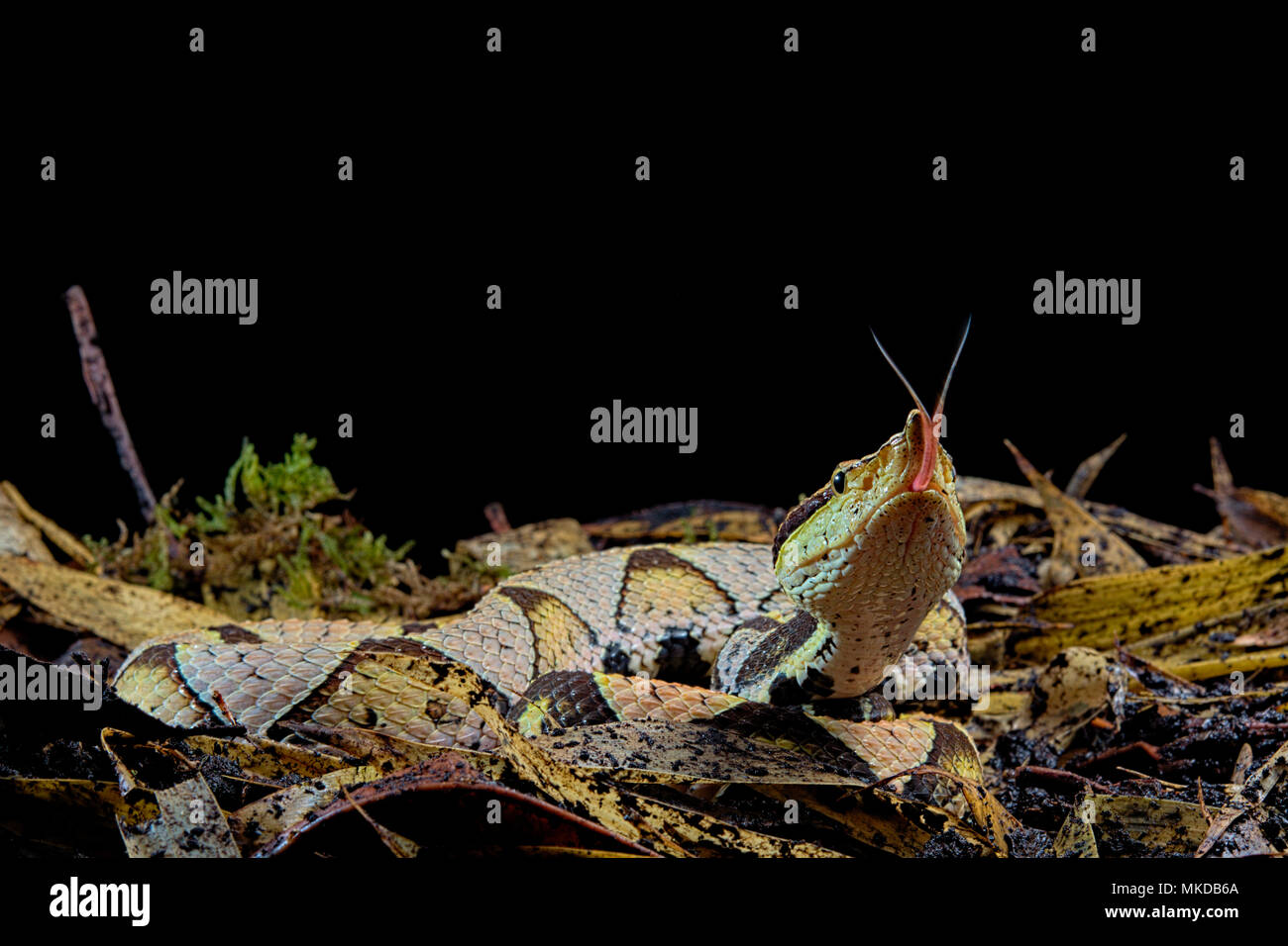 Sharp-nosed viper (Deinagkistrodon acutus) on dead leaves on black ...