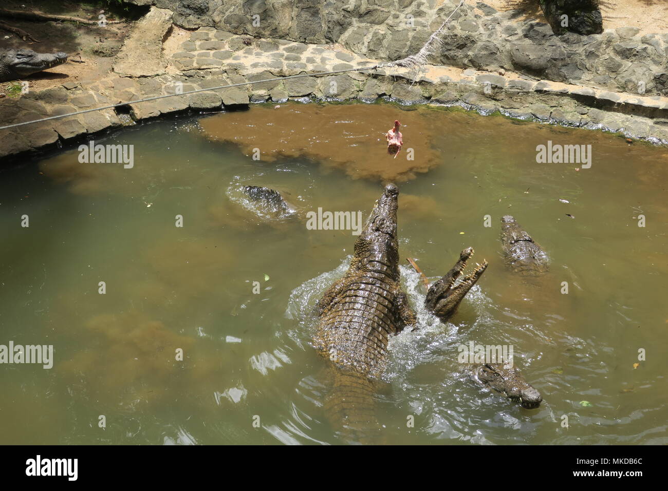 Crocodil in a pool in a park on Mauritius island. They feed them with ...