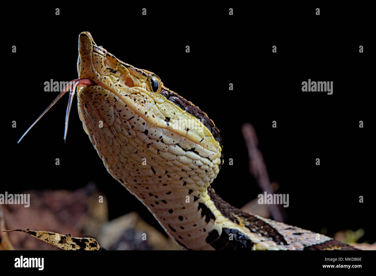 Portrait of Sharp-nosed viper (Deinagkistrodon acutus) on black ...