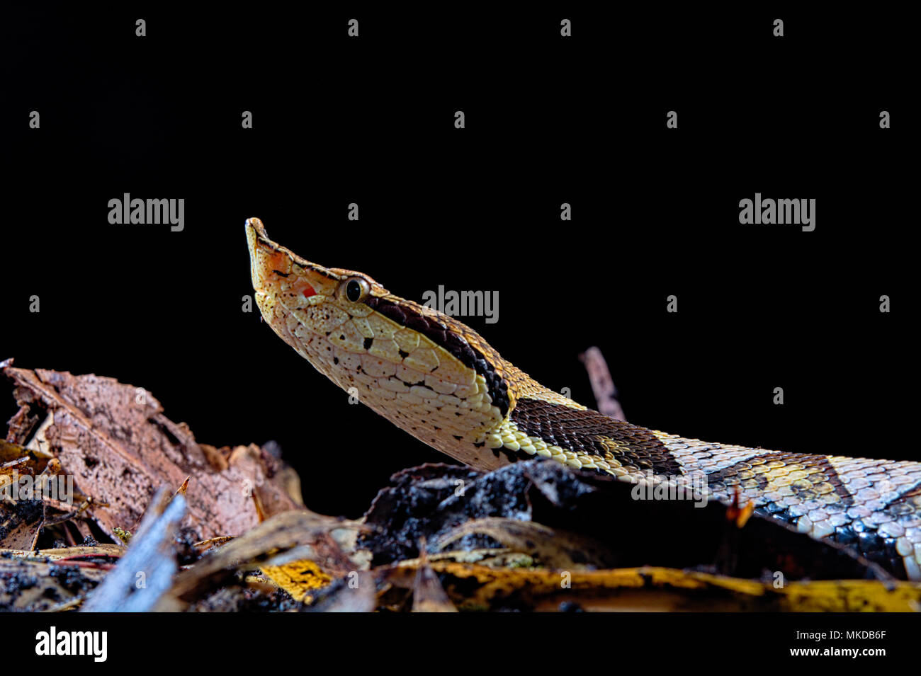 Hundred pace snake hi-res stock photography and images - Alamy