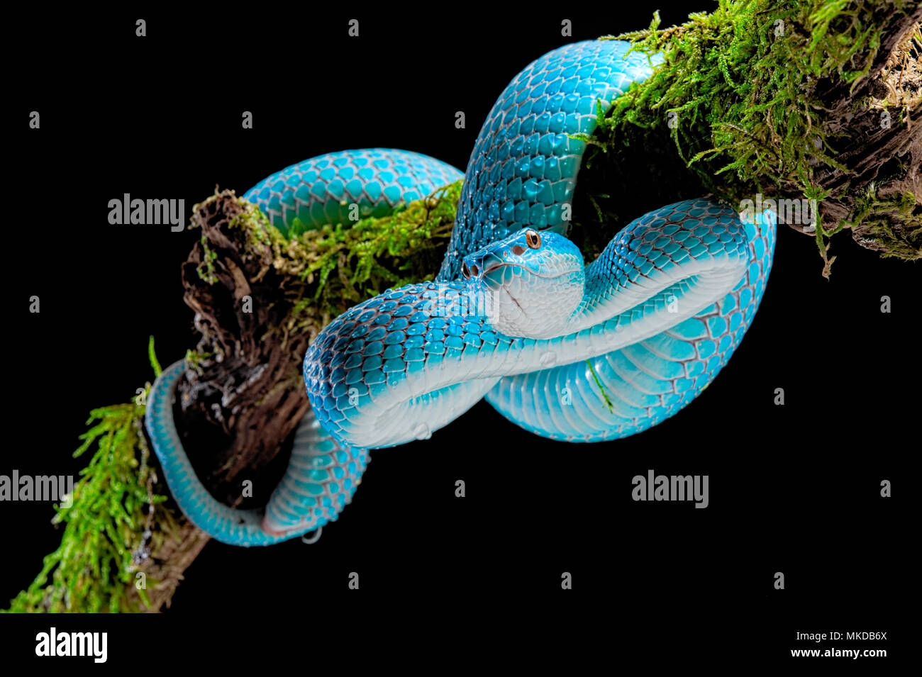 Sunda island pitviper (Trimeresurus insularis) on a branch, Komodo ...