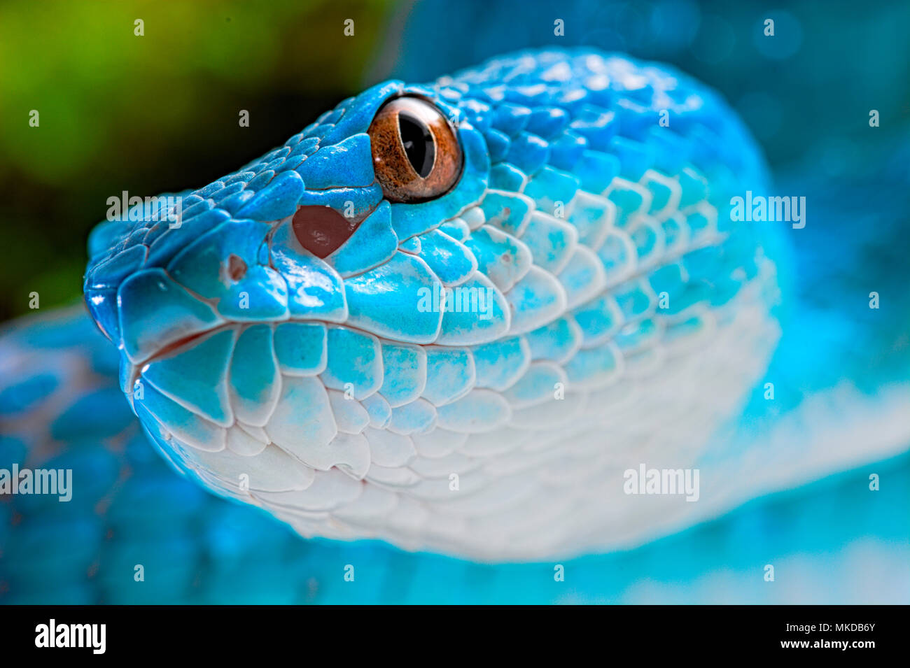 Red Lipped Snake High Resolution Stock Photography and Images - Alamy