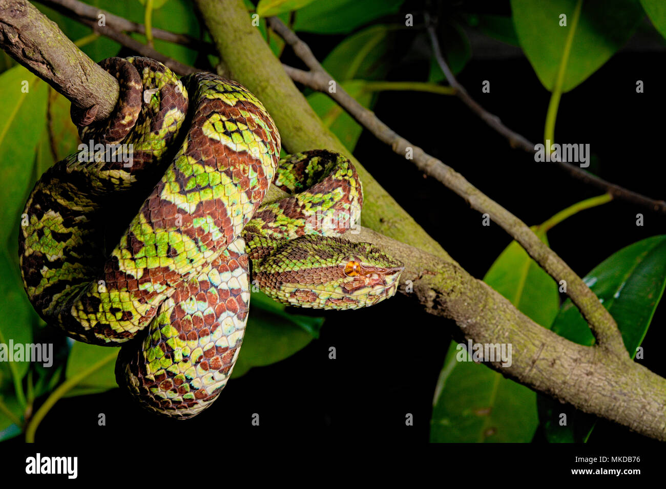 Banded tree viper hi-res stock photography and images - Alamy