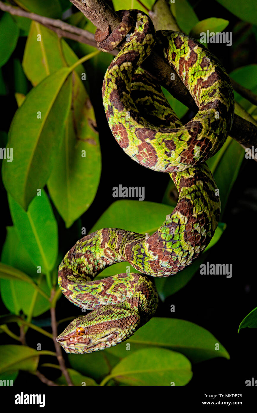Broad Banded Pit Viper (Tropidolaemus laticinctus) in a tree, Tangkoko ...