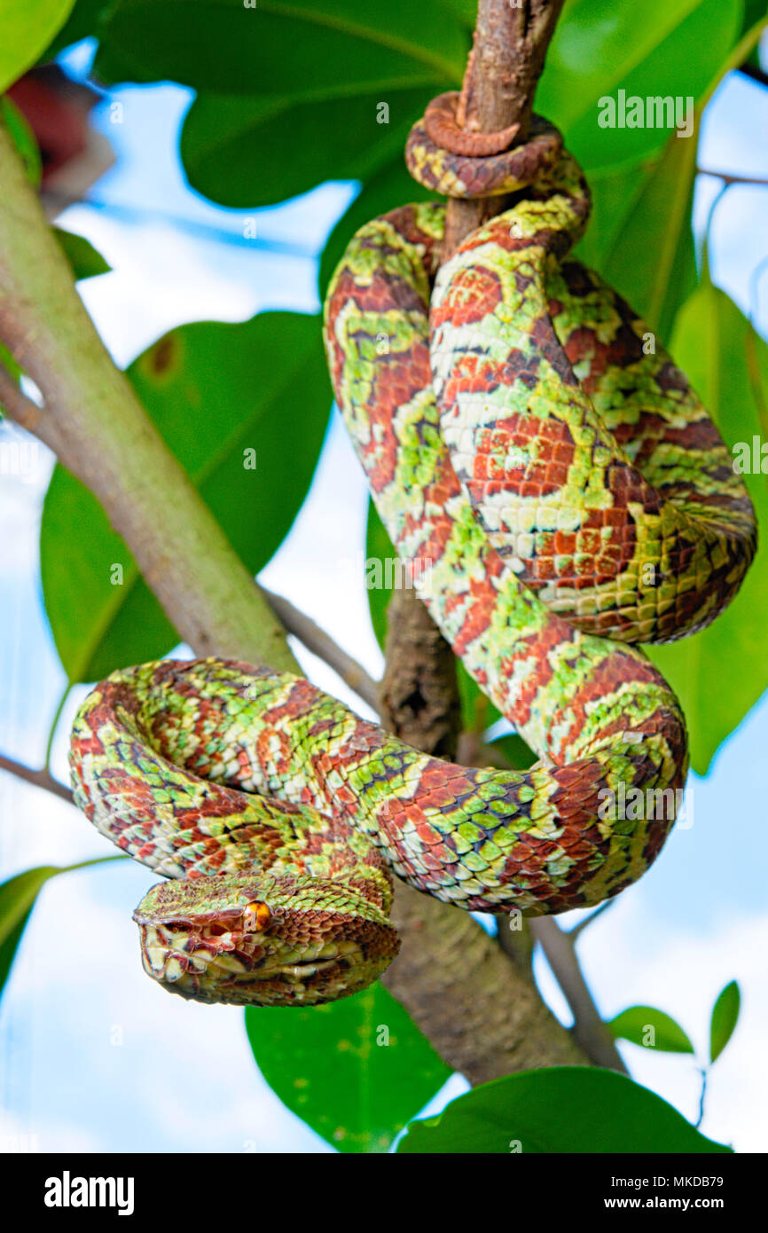 Snake hanging in tree hi-res stock photography and images - Alamy