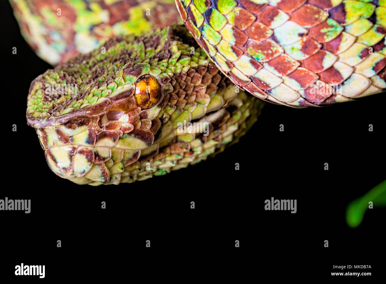 Portrait of Broad Banded Pit Viper (Tropidolaemus laticinctus ...