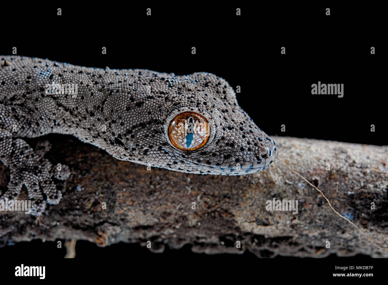 Eastern Spiny-tailed Gecko (Strophurus williamsi) on black back ground ...