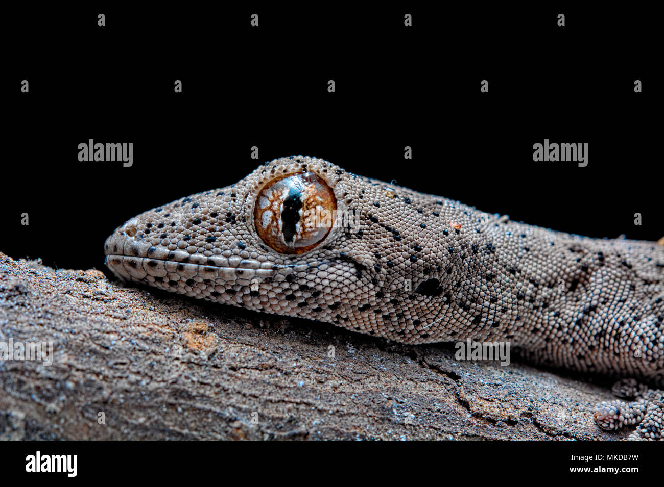 Eastern Spiny-tailed Gecko (Strophurus williamsi) on black back ground ...