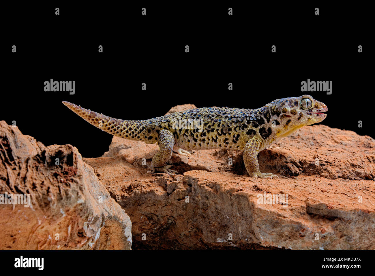 Frog-eyed gecko (Teratoscincus roborowskii) on black background Stock ...