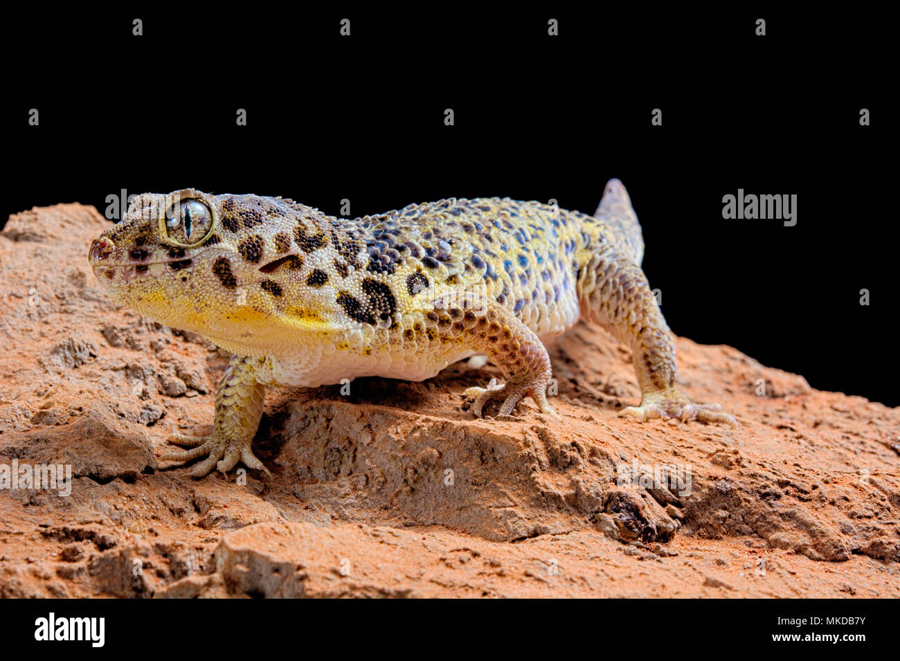 Frog-eyed gecko (Teratoscincus roborowskii) on black background Stock ...