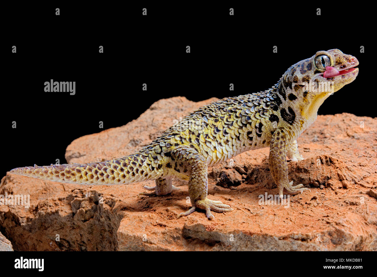 Frog-eyed gecko (Teratoscincus roborowskii) on black background Stock ...