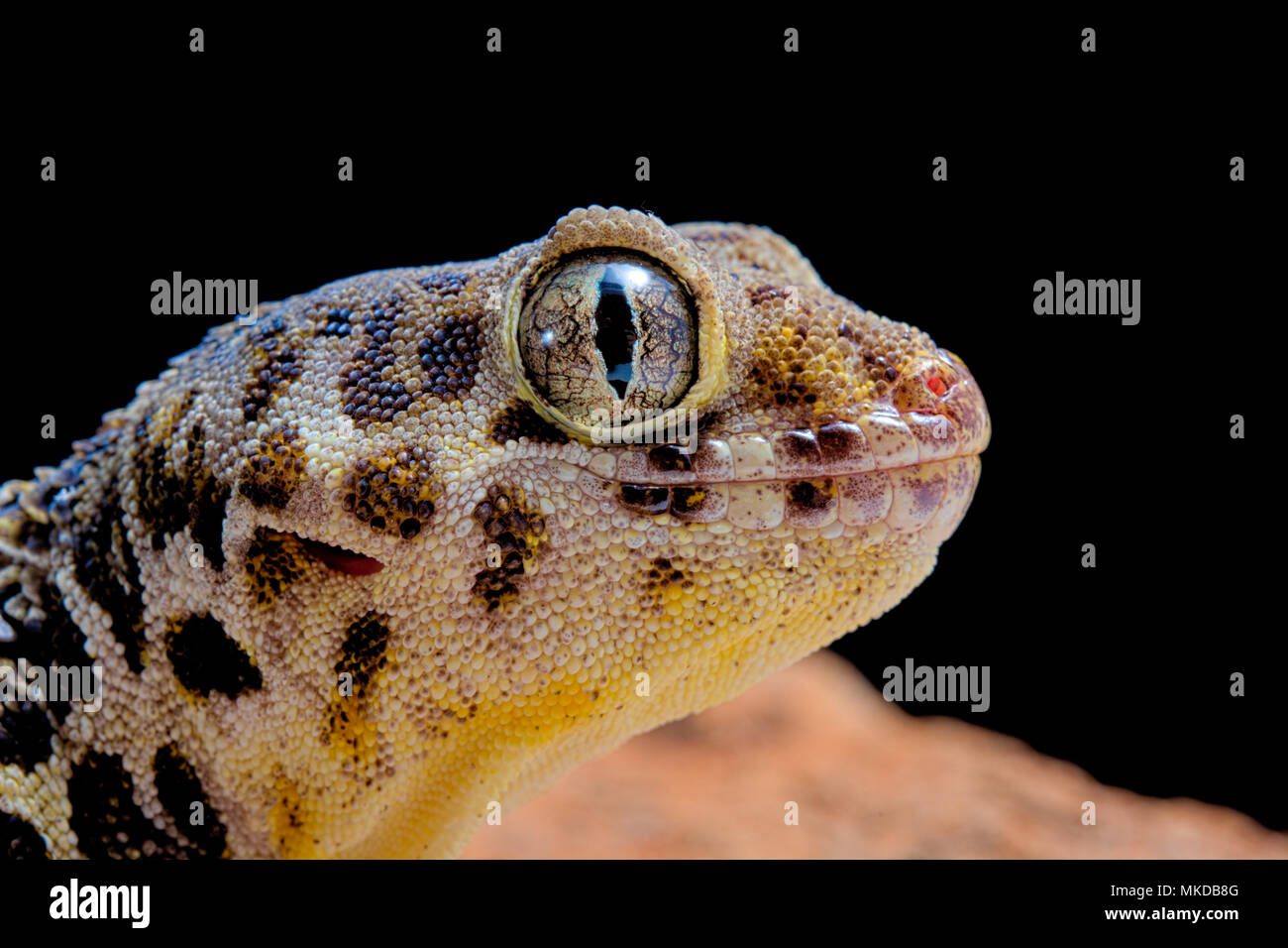 Portrait of Frog-eyed gecko (Teratoscincus roborowskii) on black ...