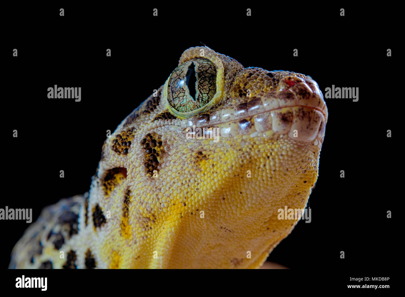 Teratoscincus roborowskii hi-res stock photography and images - Alamy