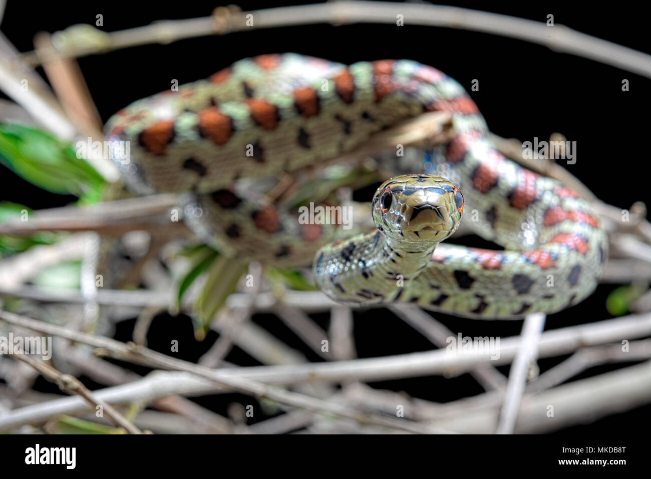 Leopard Rat Snake (Zamenis situla Stock Photo - Alamy