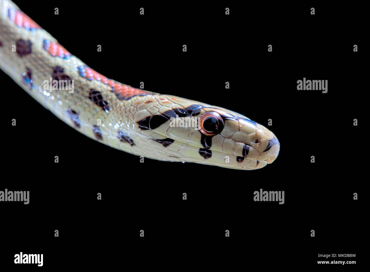 Portrait of Leopard Rat Snake (Zamenis situla) on black background ...