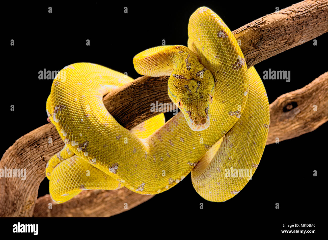 Green tree python (Morelia viridis) on a branch, on black background ...