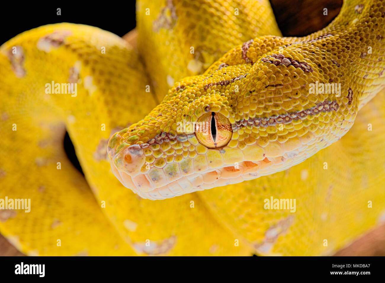 Portrait of Green tree python (Morelia viridis) on black background ...