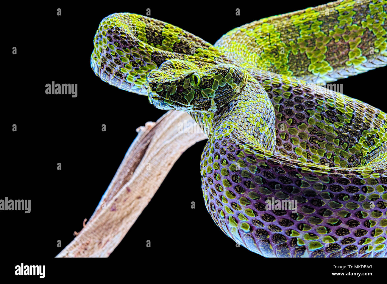 Portrait of Mang moutain Pit Viper (Protobothrops mangshanensis) on ...