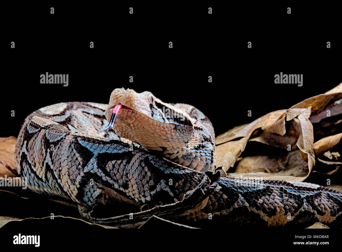 Portrait of Gaboon viper (Bitis gabonica gabonica) on black background ...