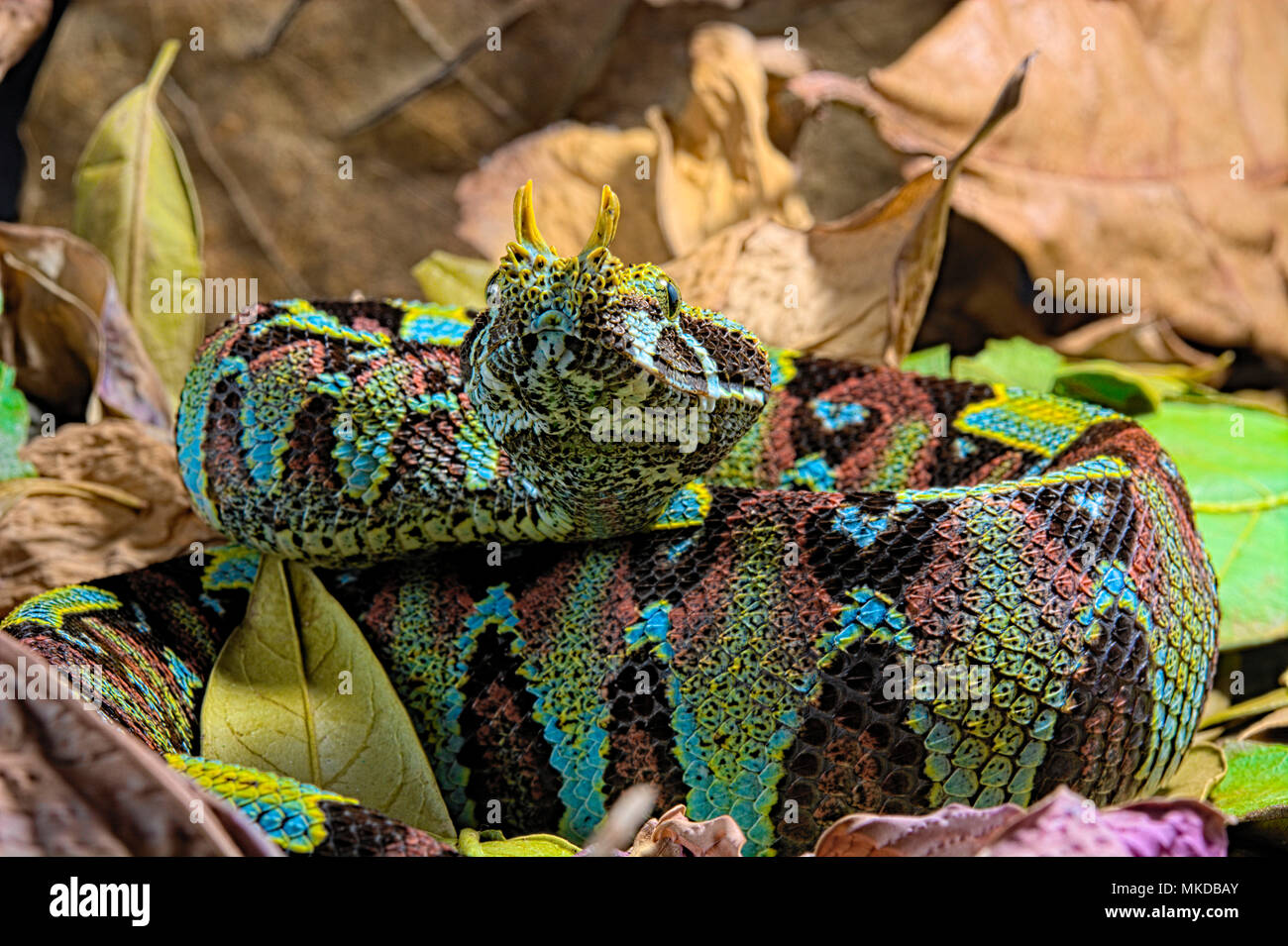 Arrowhead viper (Bitis nasicornis) on leaves Stock Photo - Alamy