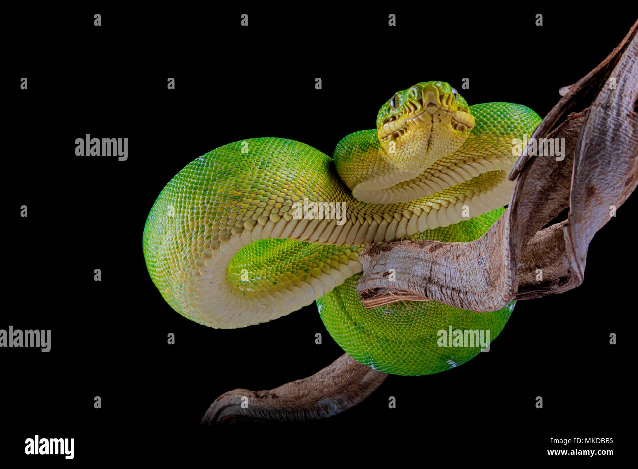 Emerald tree boa (Corallus caninus) on black background Stock Photo - Alamy