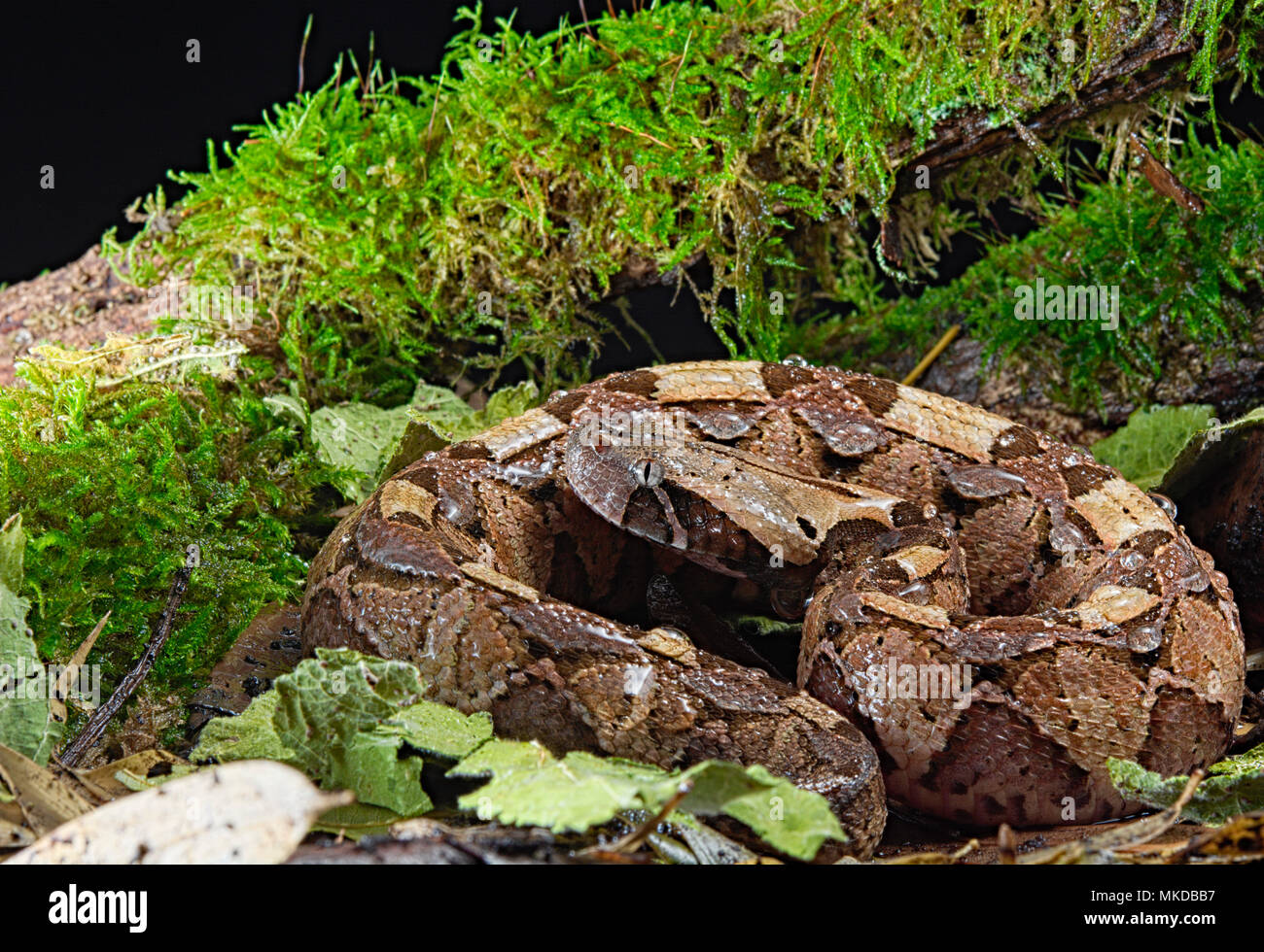 Viper baby hi-res stock photography and images - Alamy