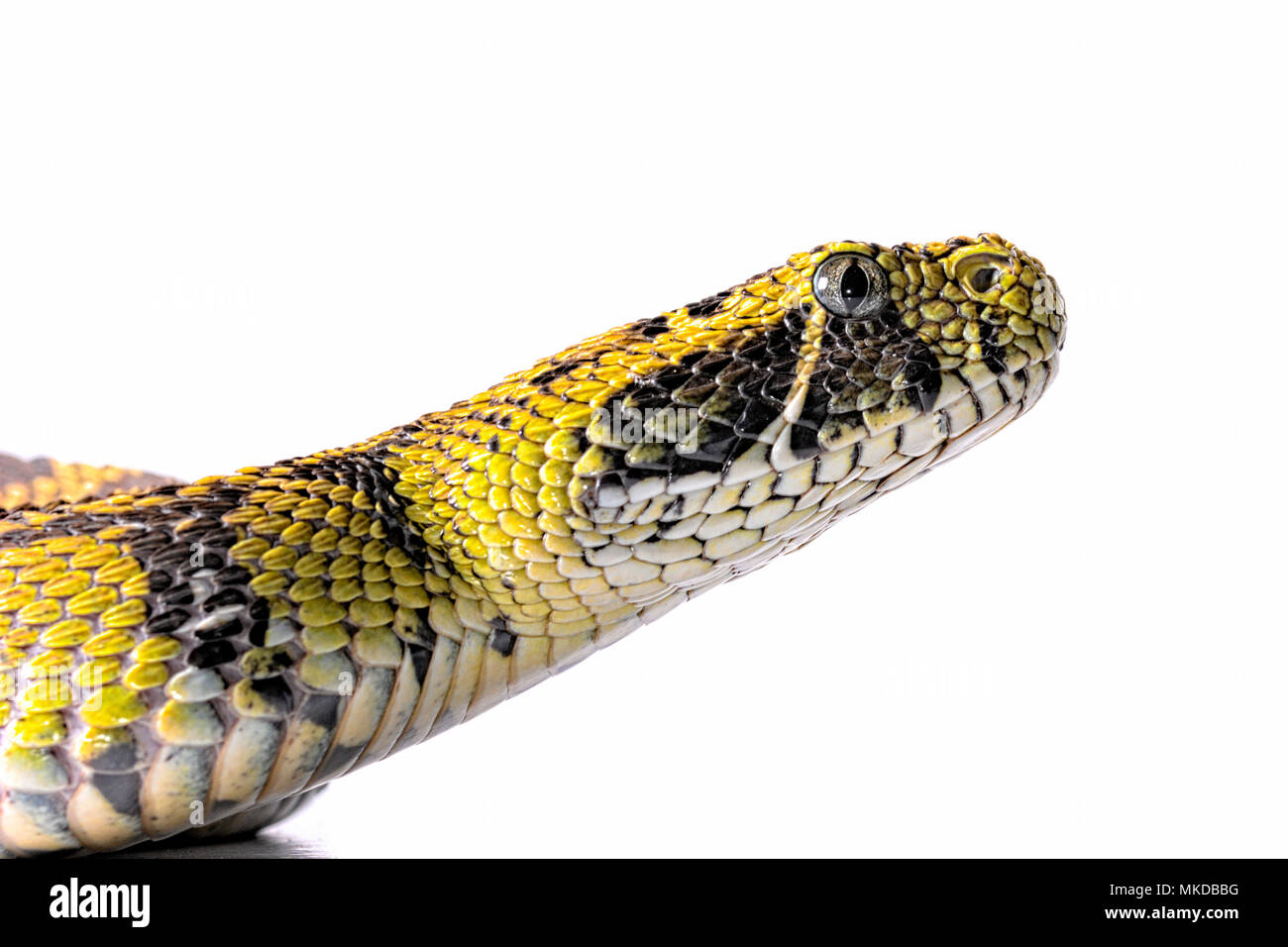 Portrait of Ethiopian mountain adder (Bitis parviocula) on white ...