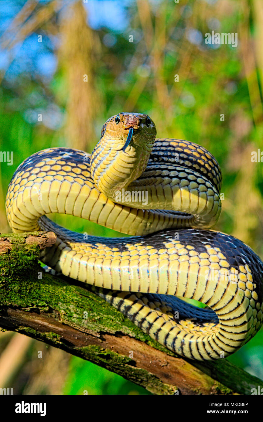 Jansens Rat Snake (Gonyosoma jansenii) on a branch, North Sulawesi ...