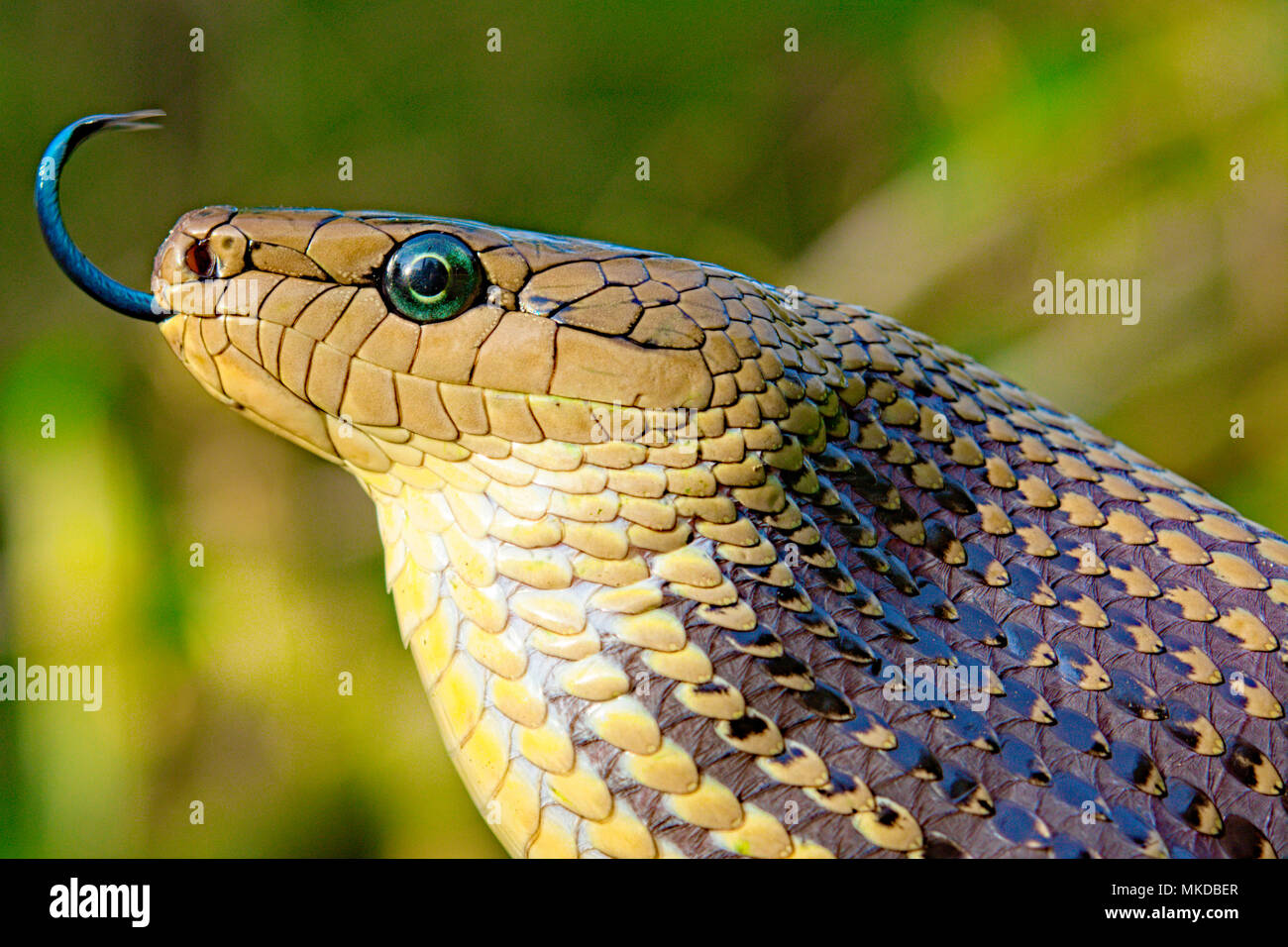Gonyosoma jansenii hi-res stock photography and images - Alamy