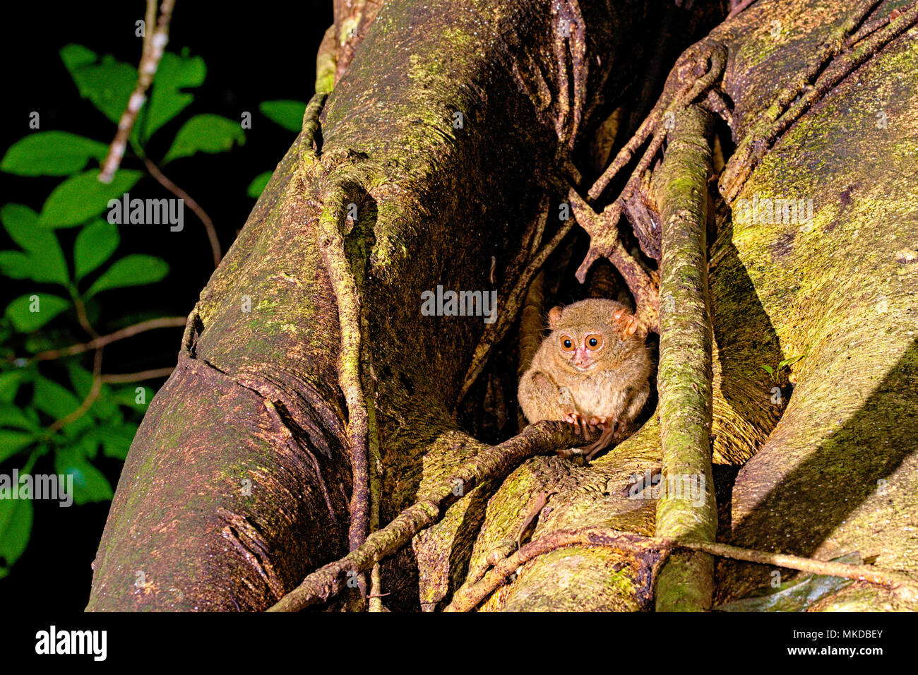 Tarsiiformes Stock Photos & Tarsiiformes Stock Images - Alamy