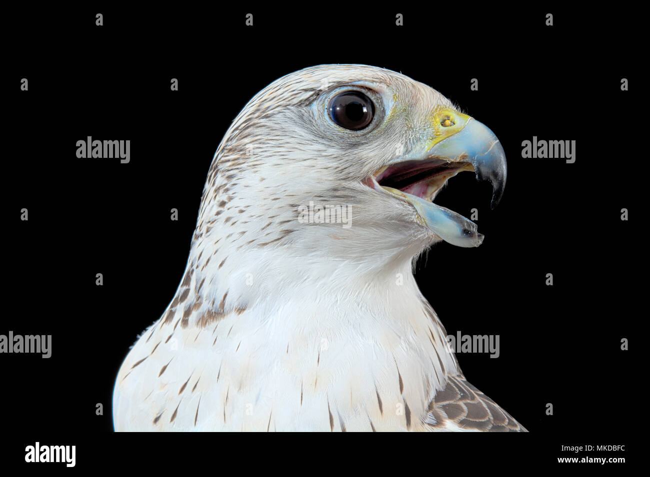 Black gyrfalcon falco rusticolus hi-res stock photography and images ...
