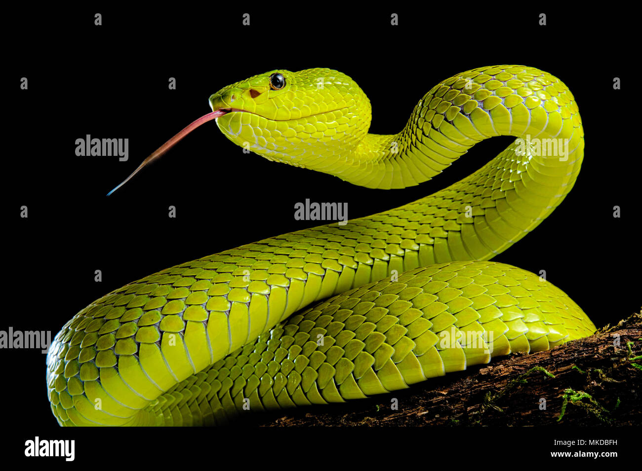 Portrait of Yellow Flores PitViper (Trimeresurus insularis) on black ...