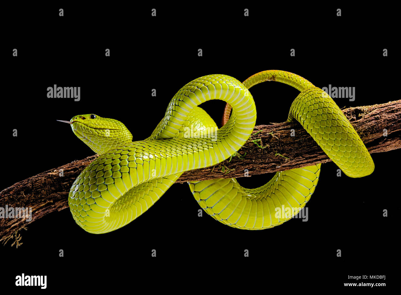 Yellow Flores PitViper (Trimeresurus insularis) on black background ...