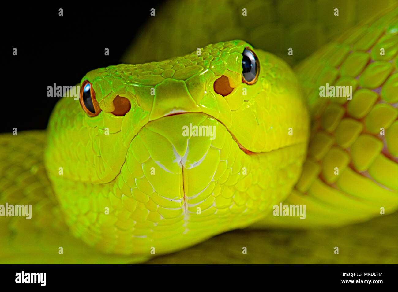 Portrait of Yellow Flores PitViper (Trimeresurus insularis Stock Photo ...