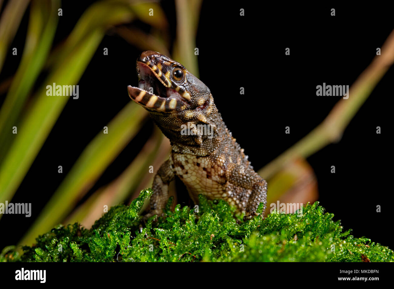 Smith's Tropical Night Lizard (Lepidophyma smithii) on black background ...