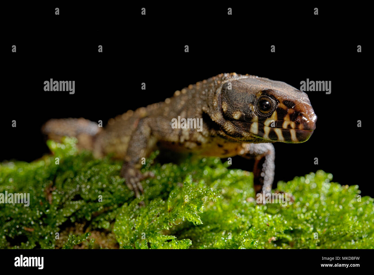 Smith's Tropical Night Lizard (Lepidophyma smithii) on black background ...