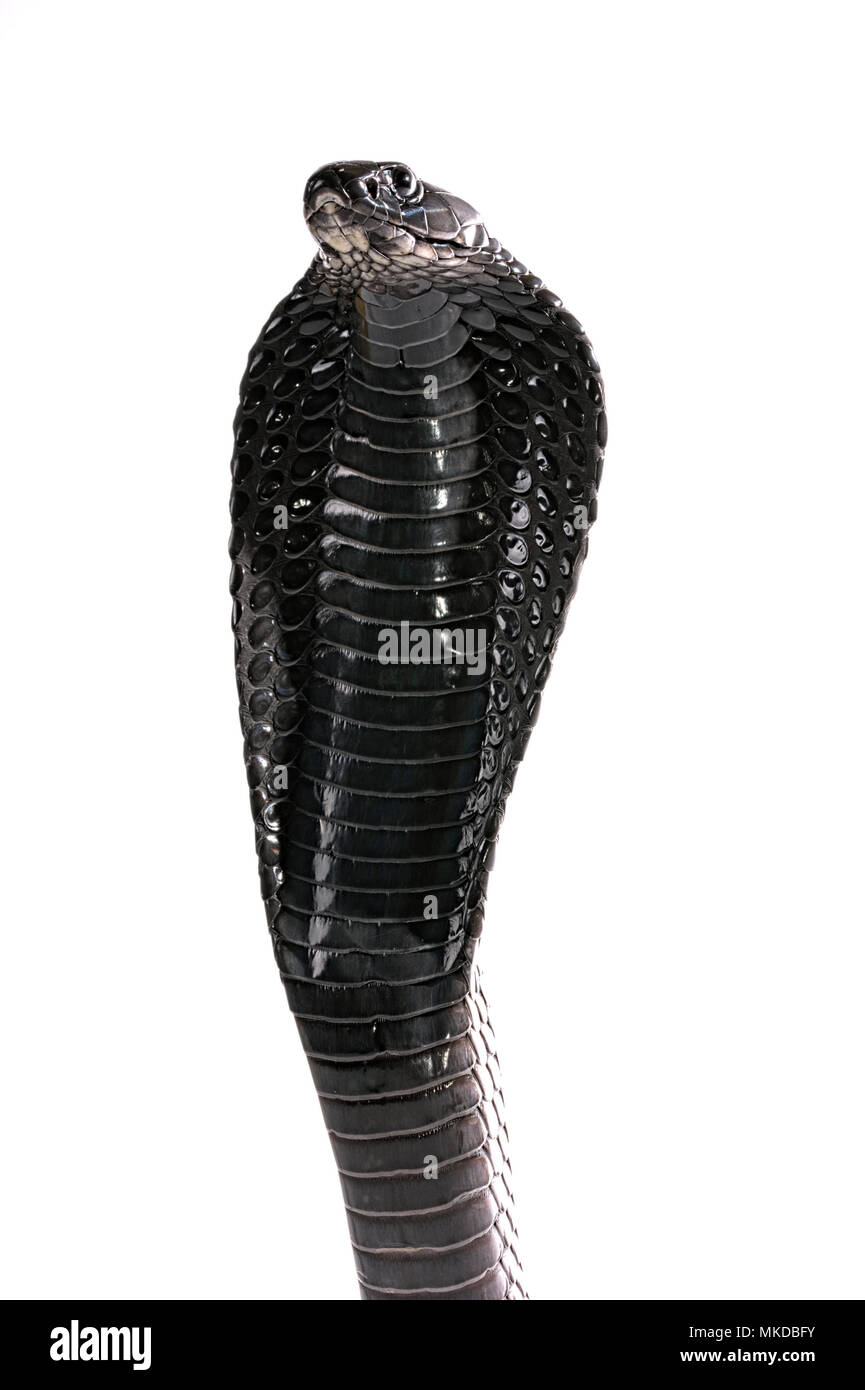 Portrait of Morrocan black cobra (Naja haje legionis) on white ...