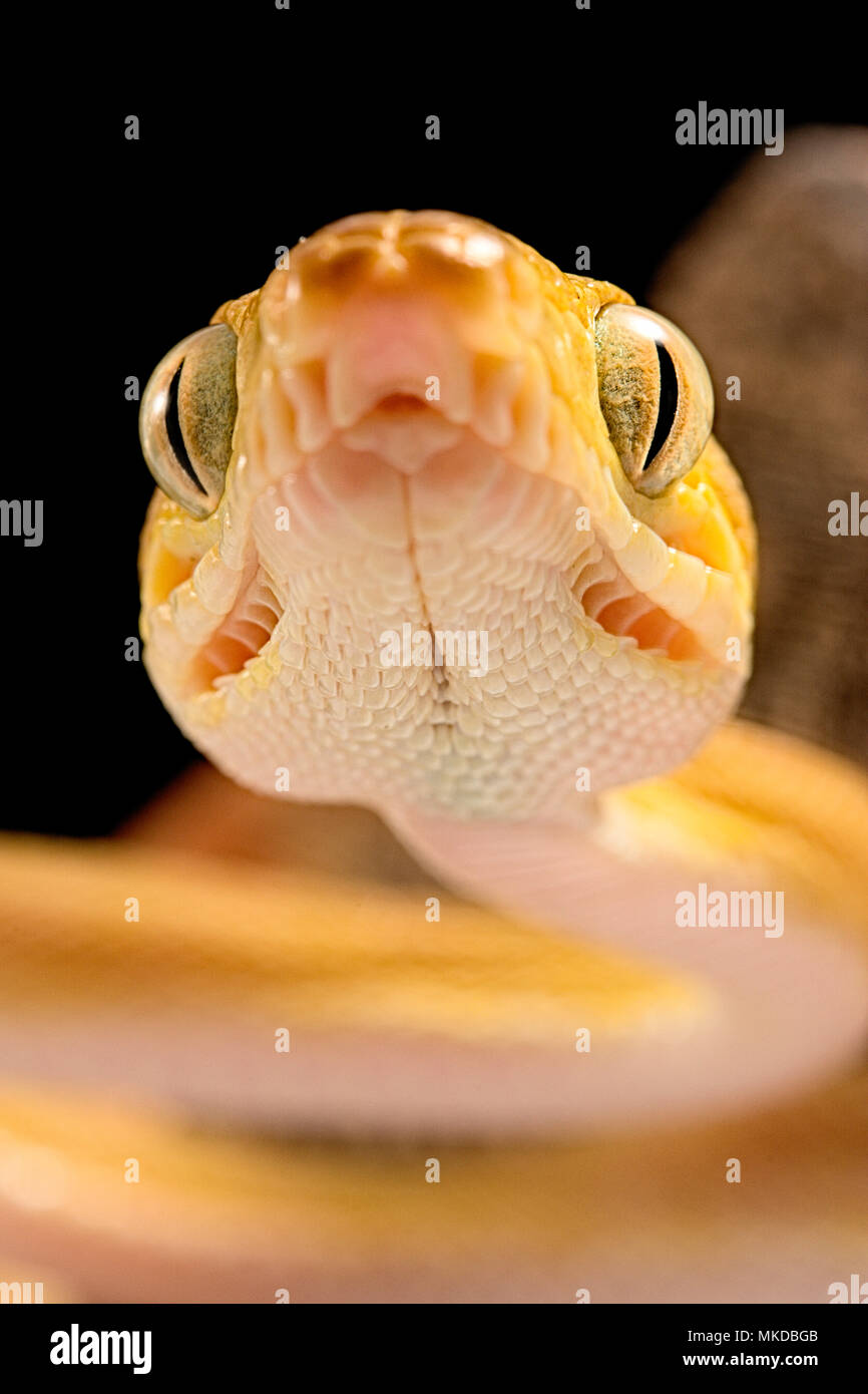 Amazon Tree Boa Corallus Enydris High Resolution Stock Photography and ...