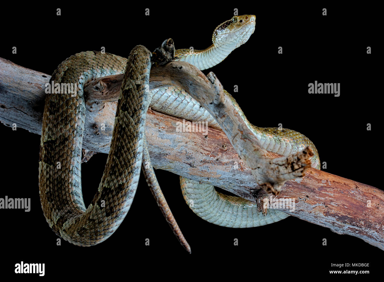 Lancehead hi-res stock photography and images - Alamy
