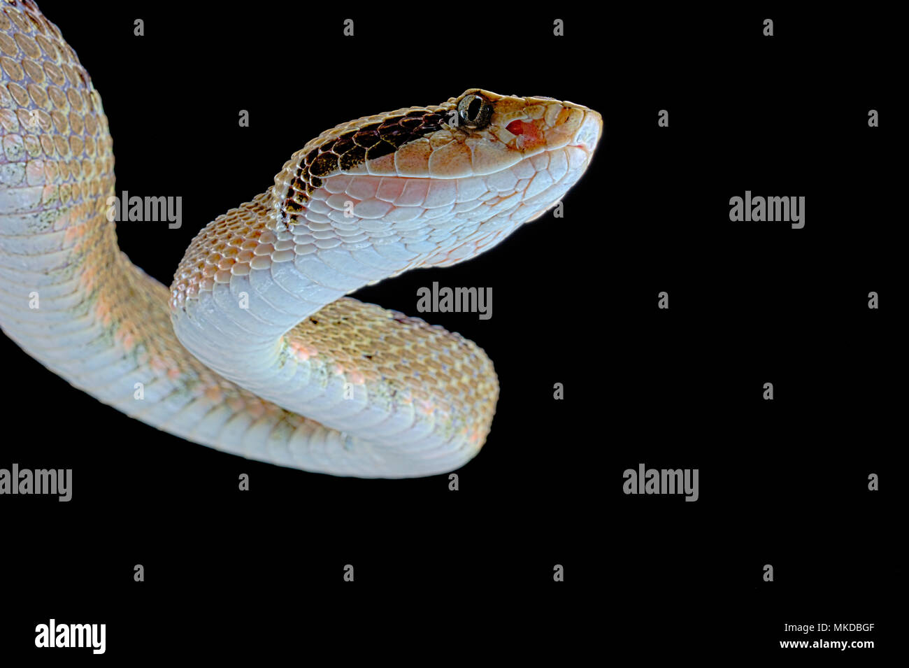Venezuela snake hi-res stock photography and images - Alamy