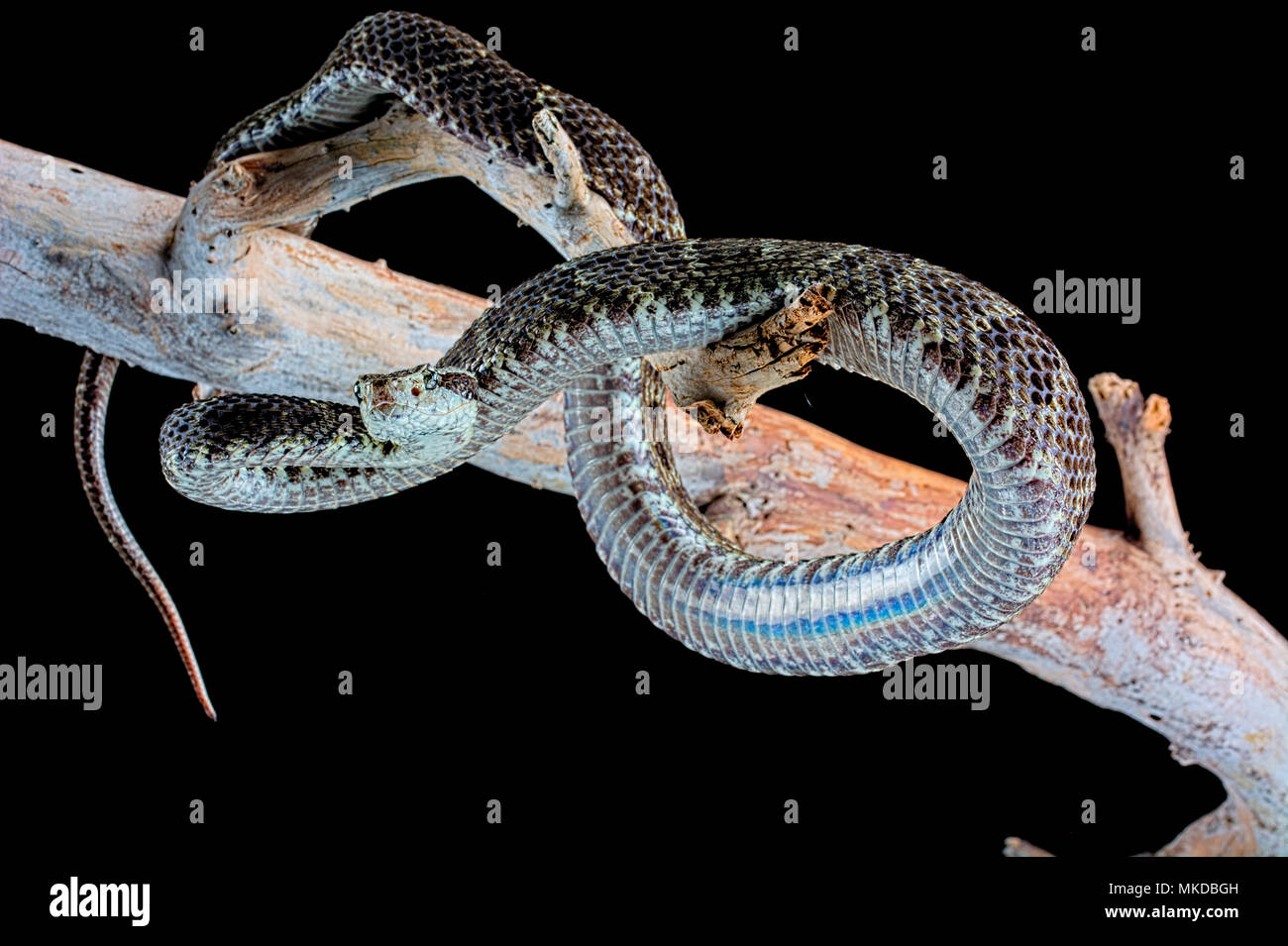 Venezuela snake hi-res stock photography and images - Alamy