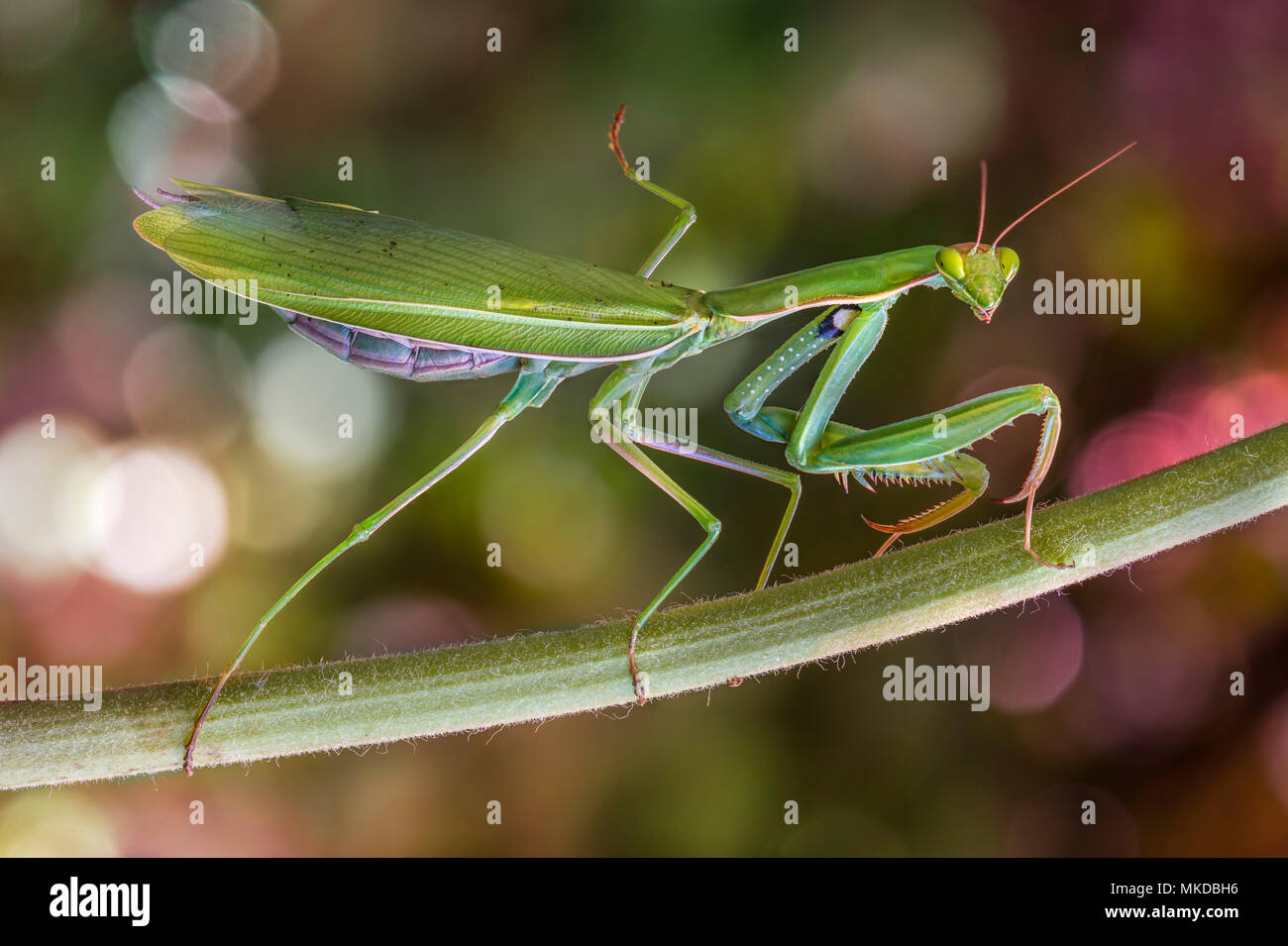 Praying mantis (Mantis religiosa) female on a stem Stock Photo - Alamy