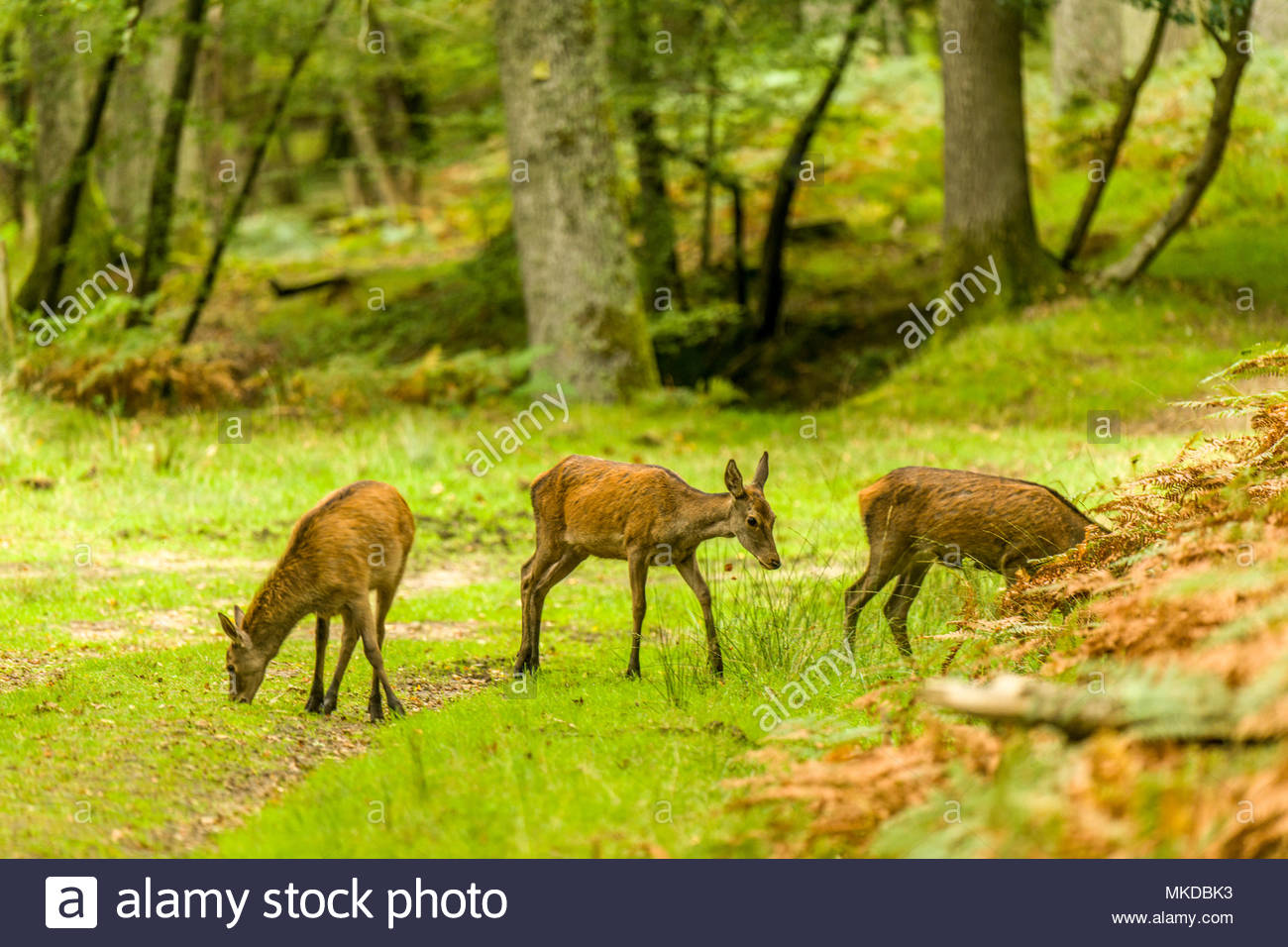 Chatillon Sur Seine Stock Photos & Chatillon Sur Seine Stock Images - Alamy