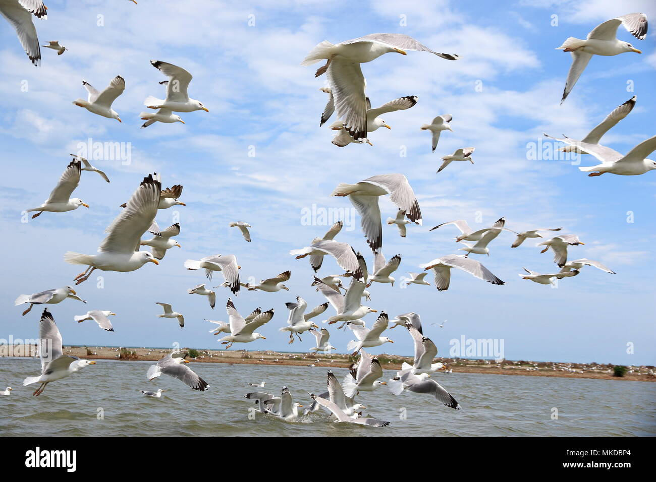 Caspian Gull (Larus cachinnans) in flight in spring Stock Photo - Alamy