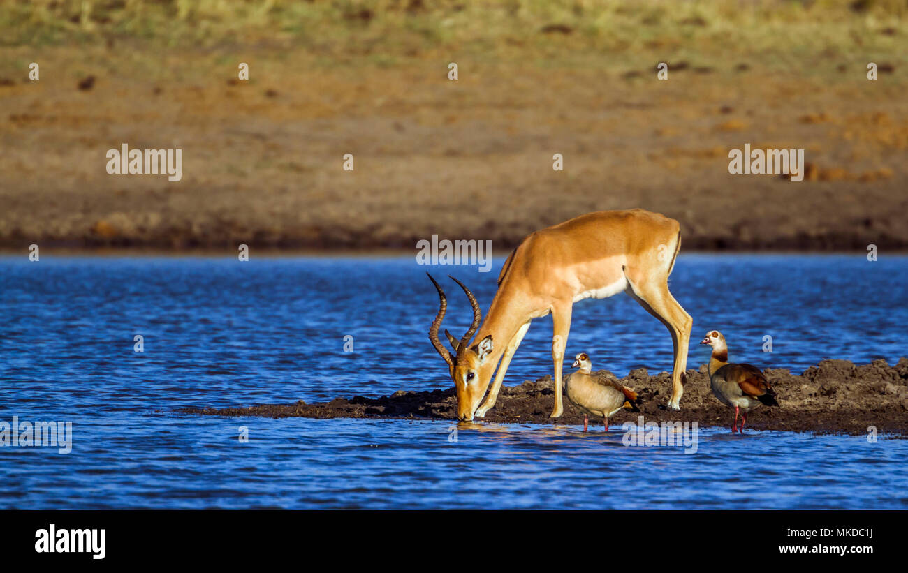 Egyptian antelope hi-res stock photography and images - Alamy