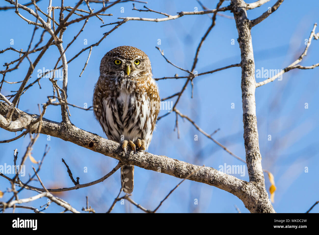 Pearl spotted owlet hi-res stock photography and images - Alamy