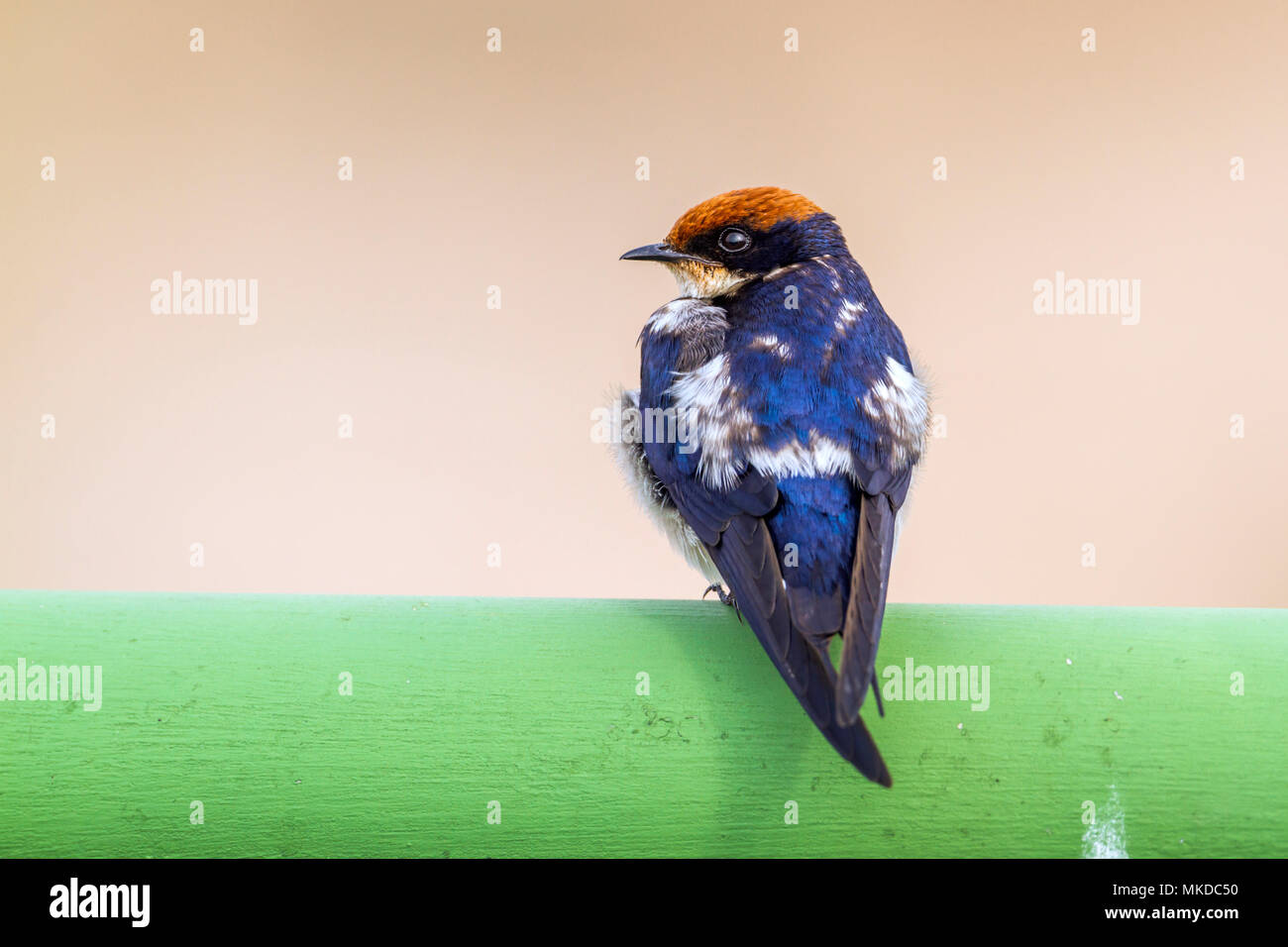 Wire-tailed Swallow (Hirundo smithii) in Kruger National park, South ...