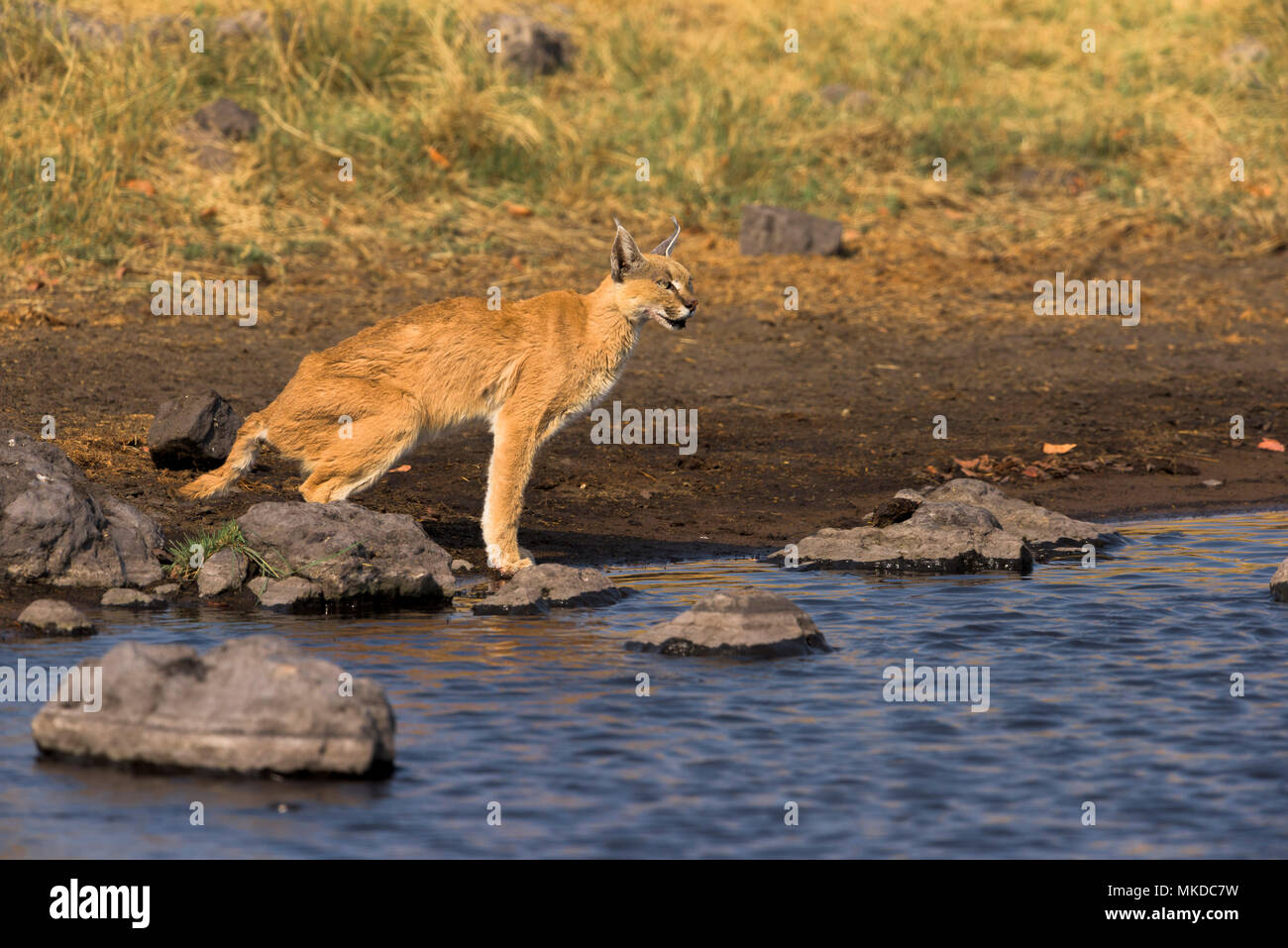 Caracal (Caracal Caracal) sitting at waterhole, Etosha national parc ...