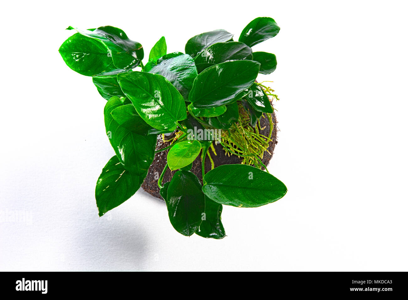 Anubias nana on coconut Stock Photo - Alamy
